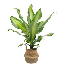 Livraison de fleurs à domicile - bouquet de fleurs - Fleuriste